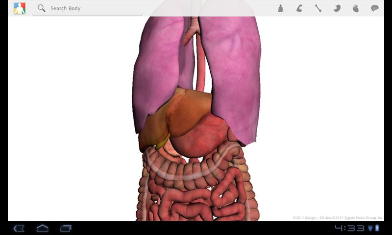 Google's Human Body Browser Is Now Available (Again) For Honeycomb Devices