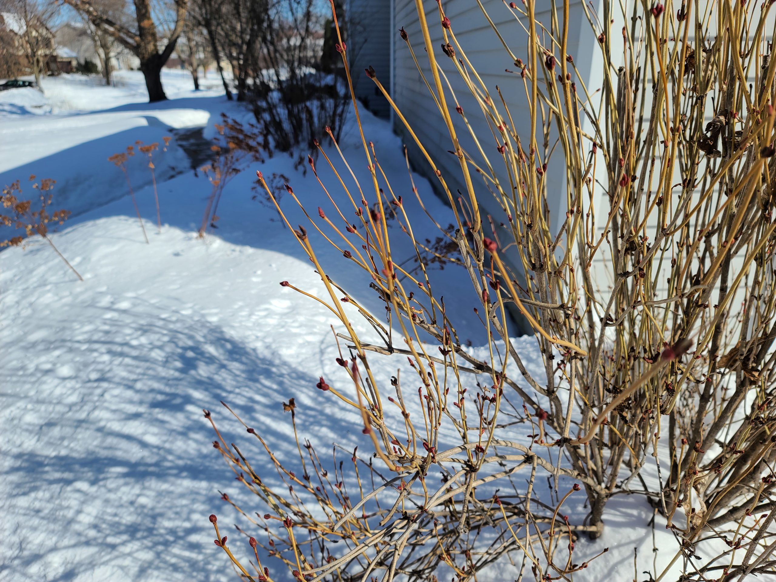 Galaxy S20 Ultra camera samples: Our first shots with Samsung's new ...