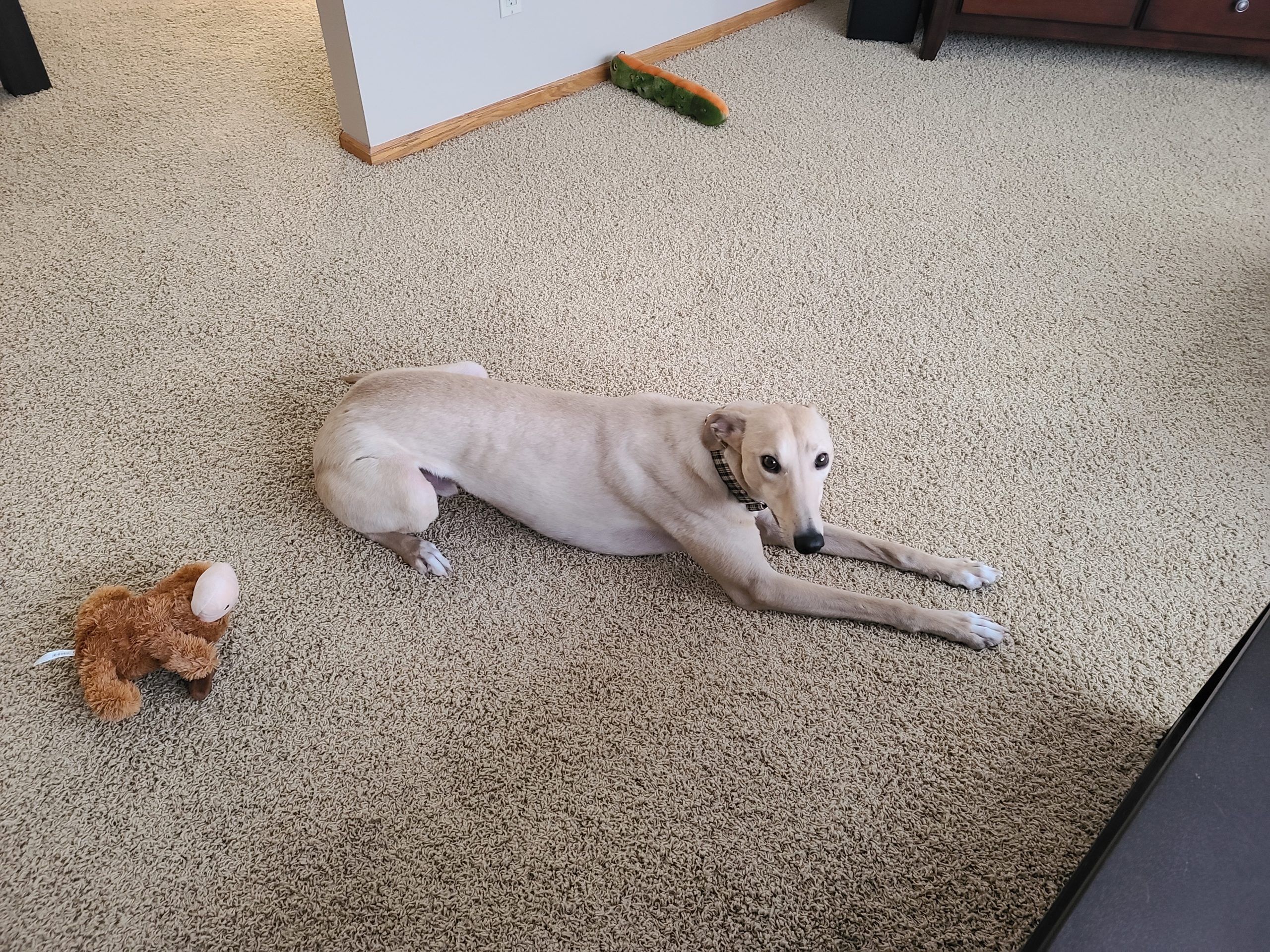 Galaxy S20 Ultra camera samples: Our first shots with Samsung's new ...