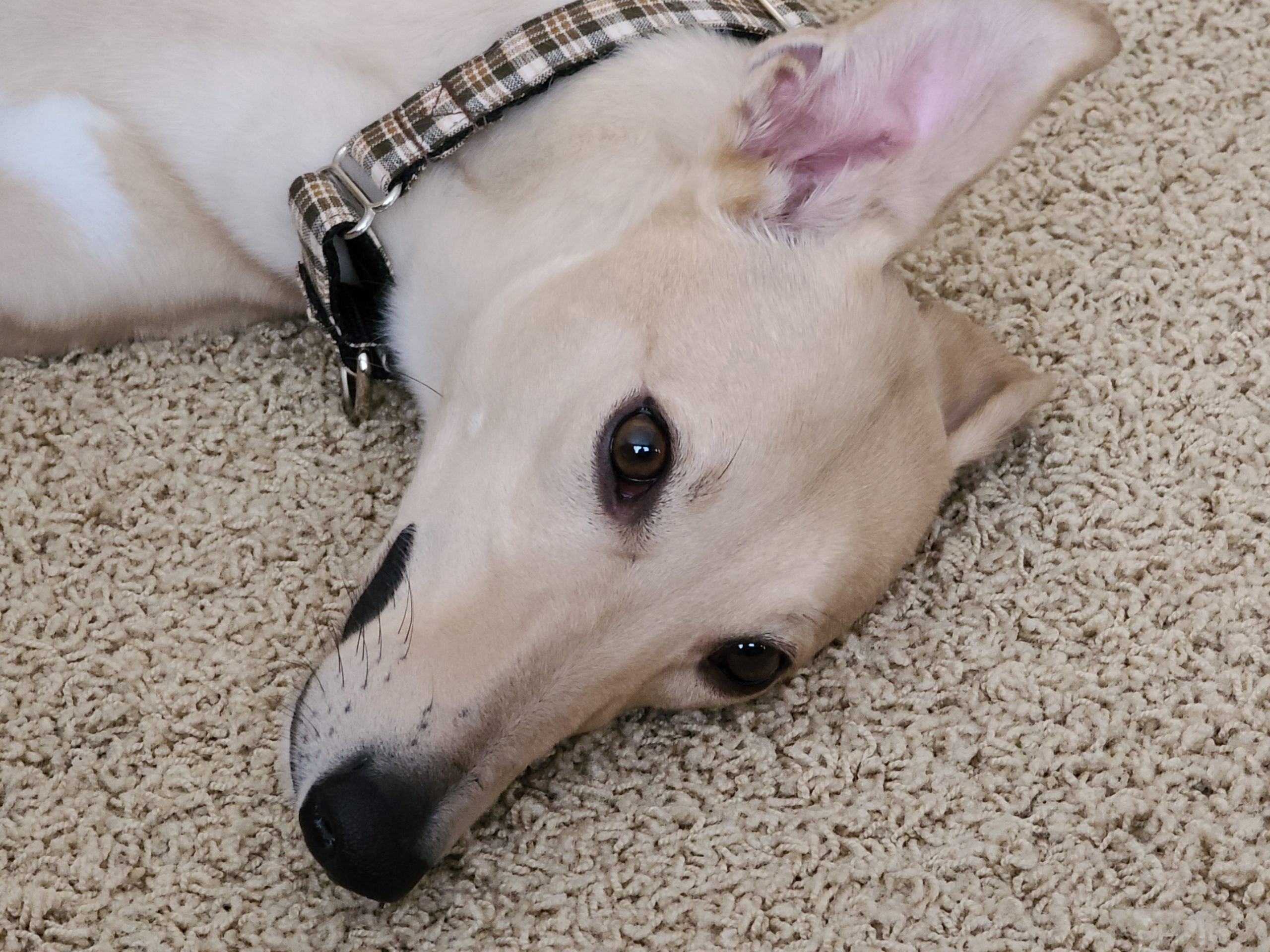 Galaxy S20 Ultra camera samples: Our first shots with Samsung's new ...