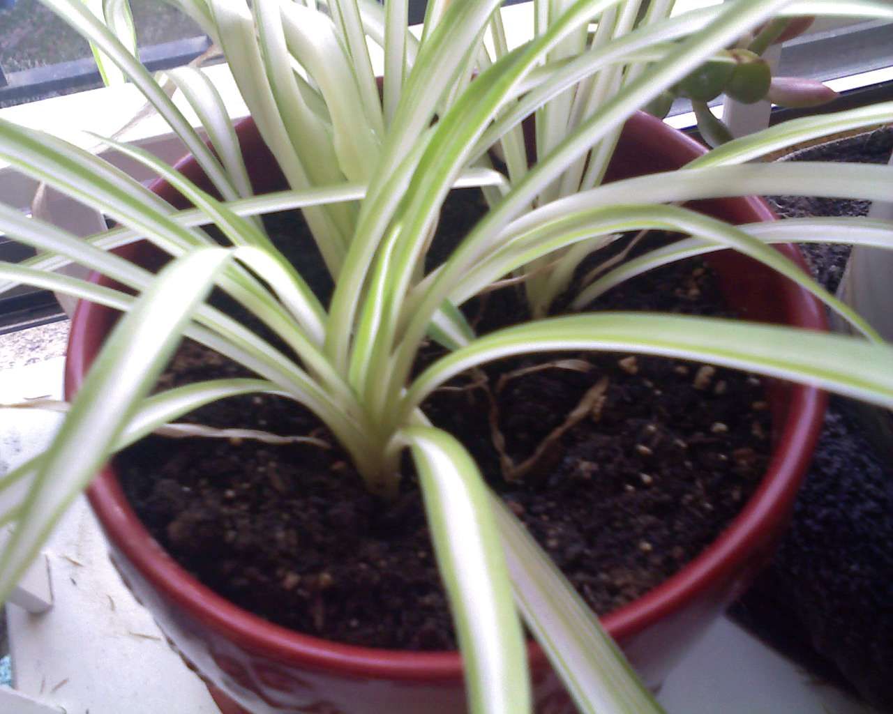 Sooner: Hands-on with Google's weird Android prototype