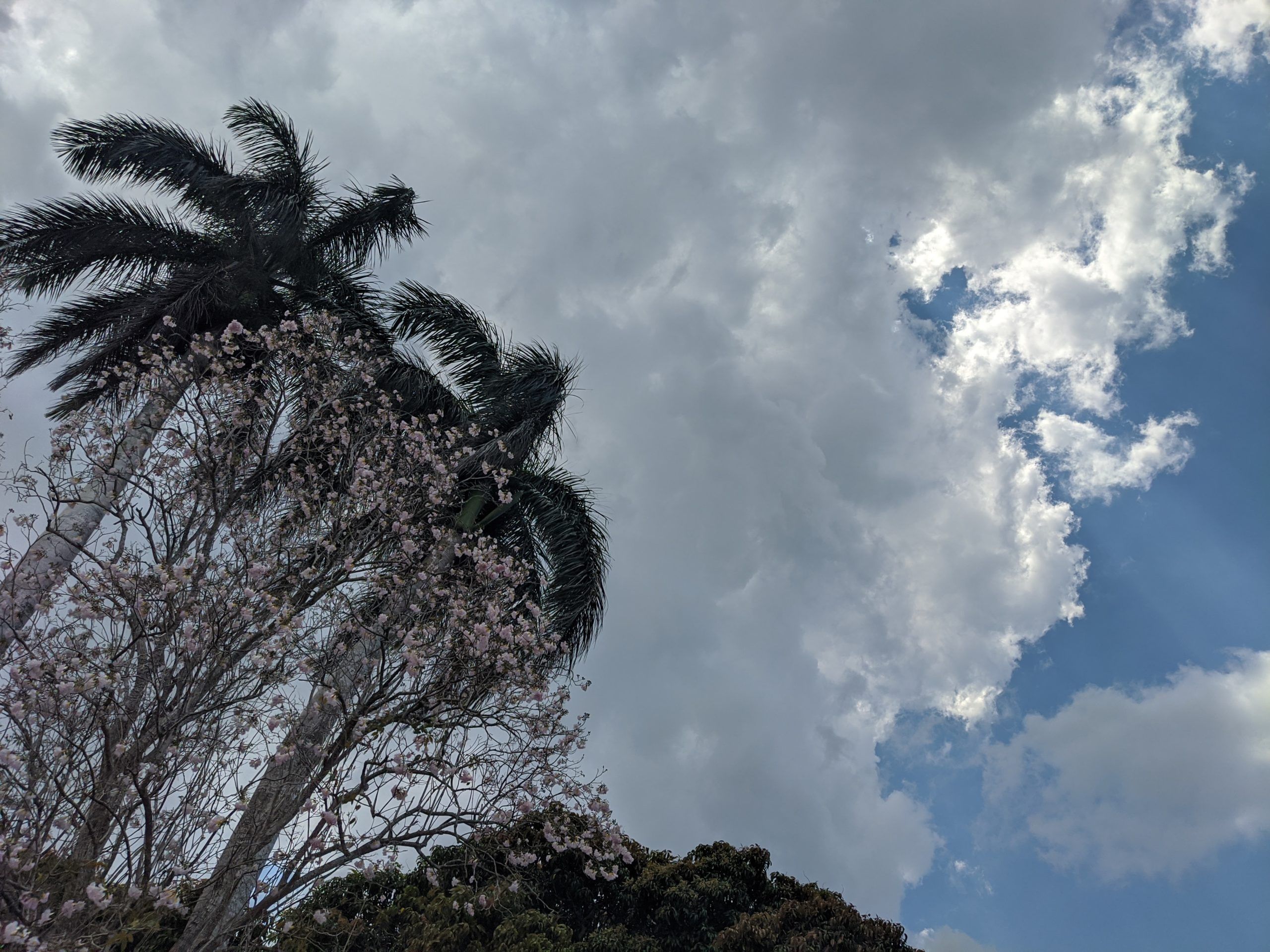 More Pixel 4a camera samples leak, including a full camera review