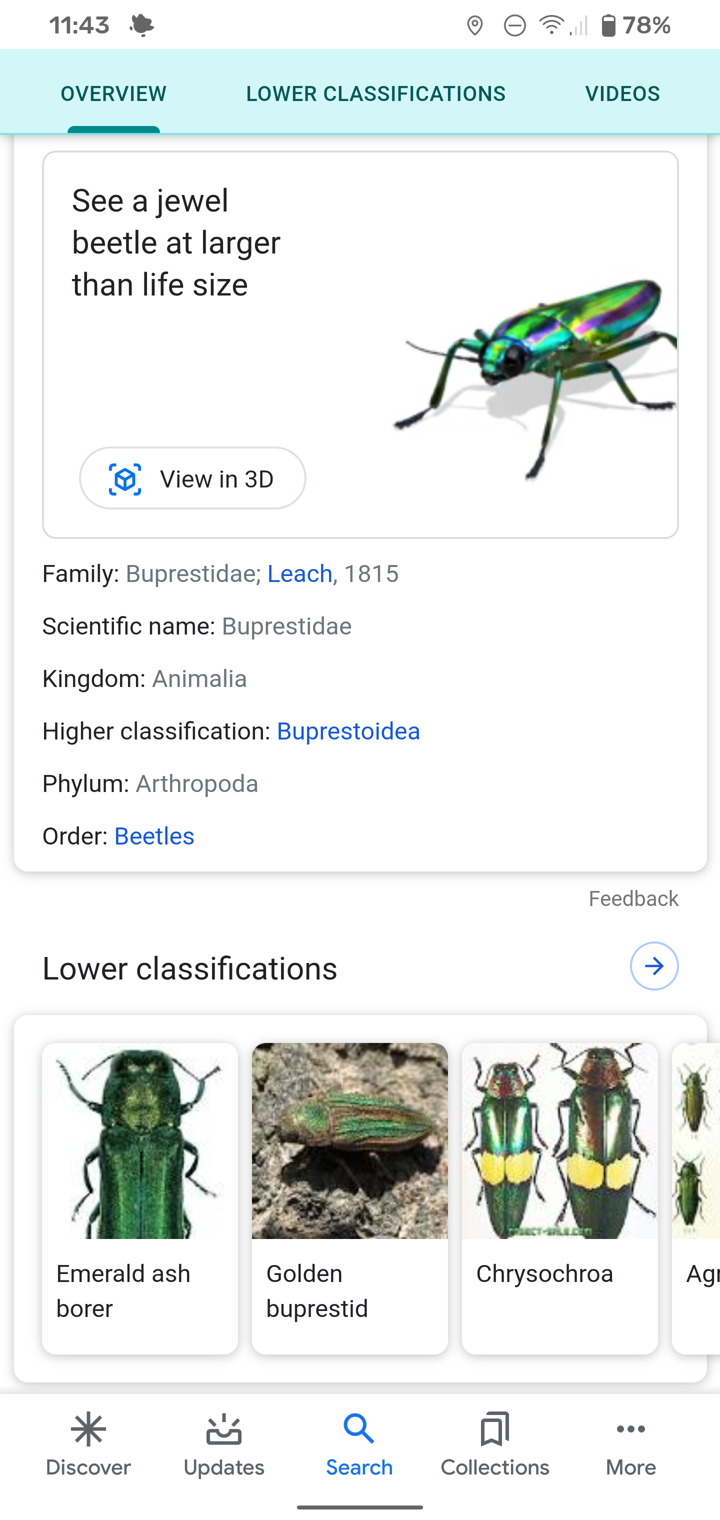 Google AR animals now include 23 beetles, butterflies, cicadas, and ...