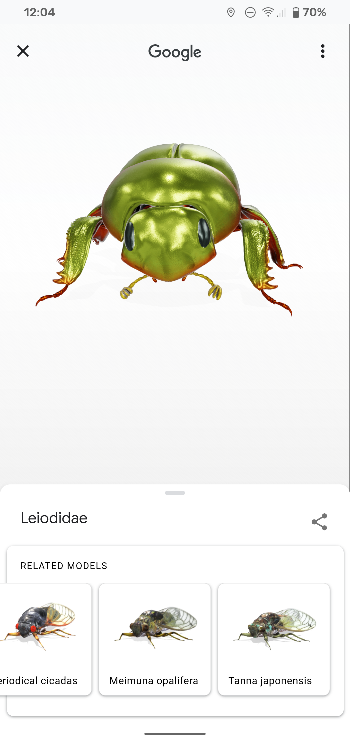 Google AR animals now include 23 beetles, butterflies, cicadas, and ...
