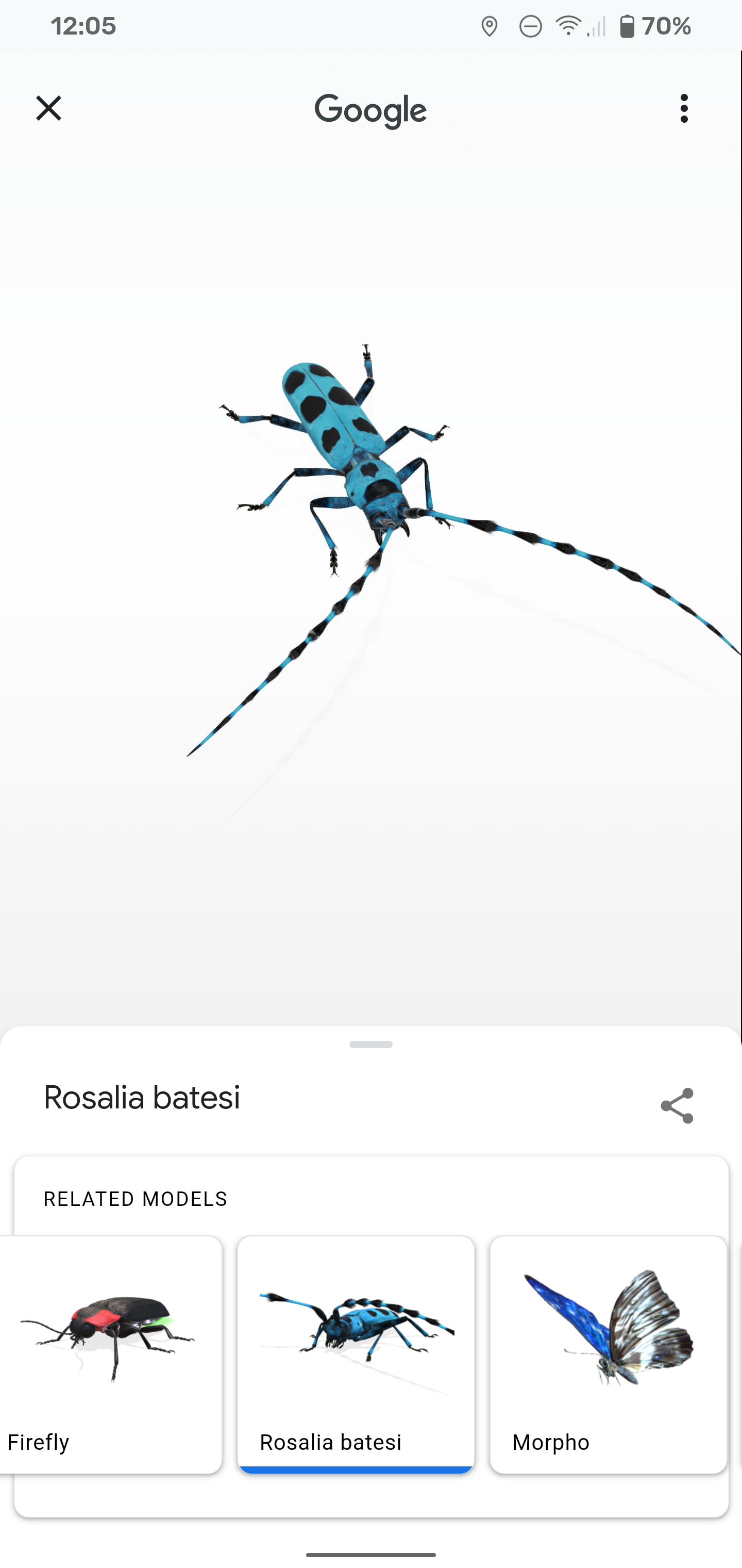 Google AR animals now include 23 beetles, butterflies, cicadas, and ...