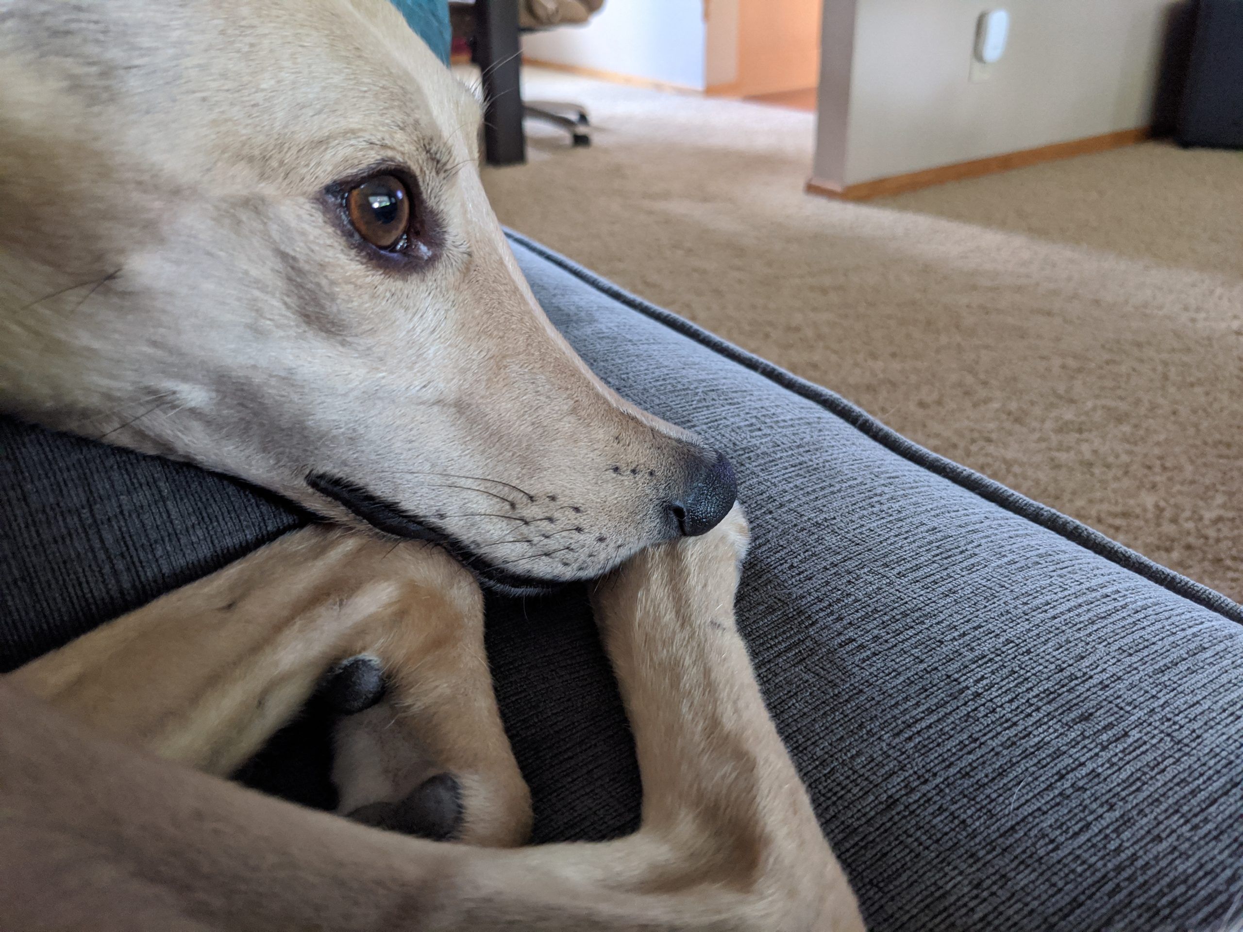 Pixel 4a camera sample gallery: Our first shots with Google's newest Pixel