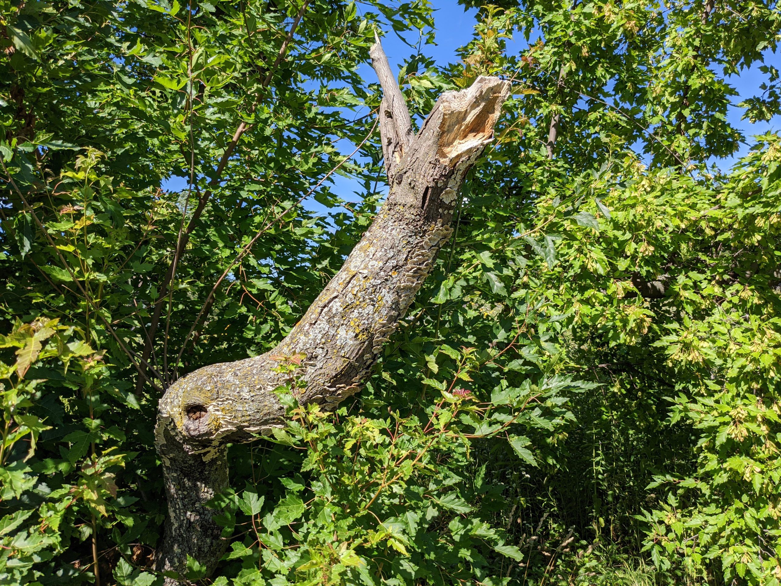 Pixel 4a camera sample gallery: Our first shots with Google's newest Pixel