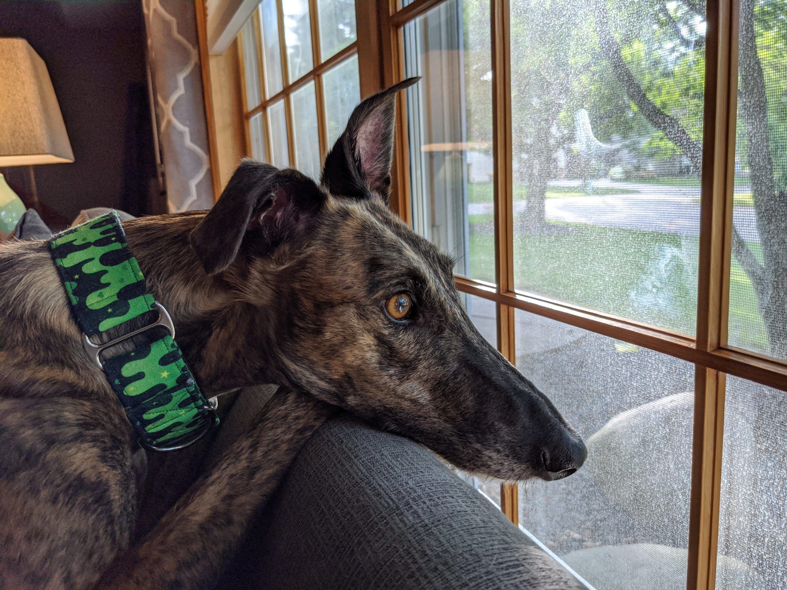 Pixel 4a camera sample gallery: Our first shots with Google's newest Pixel