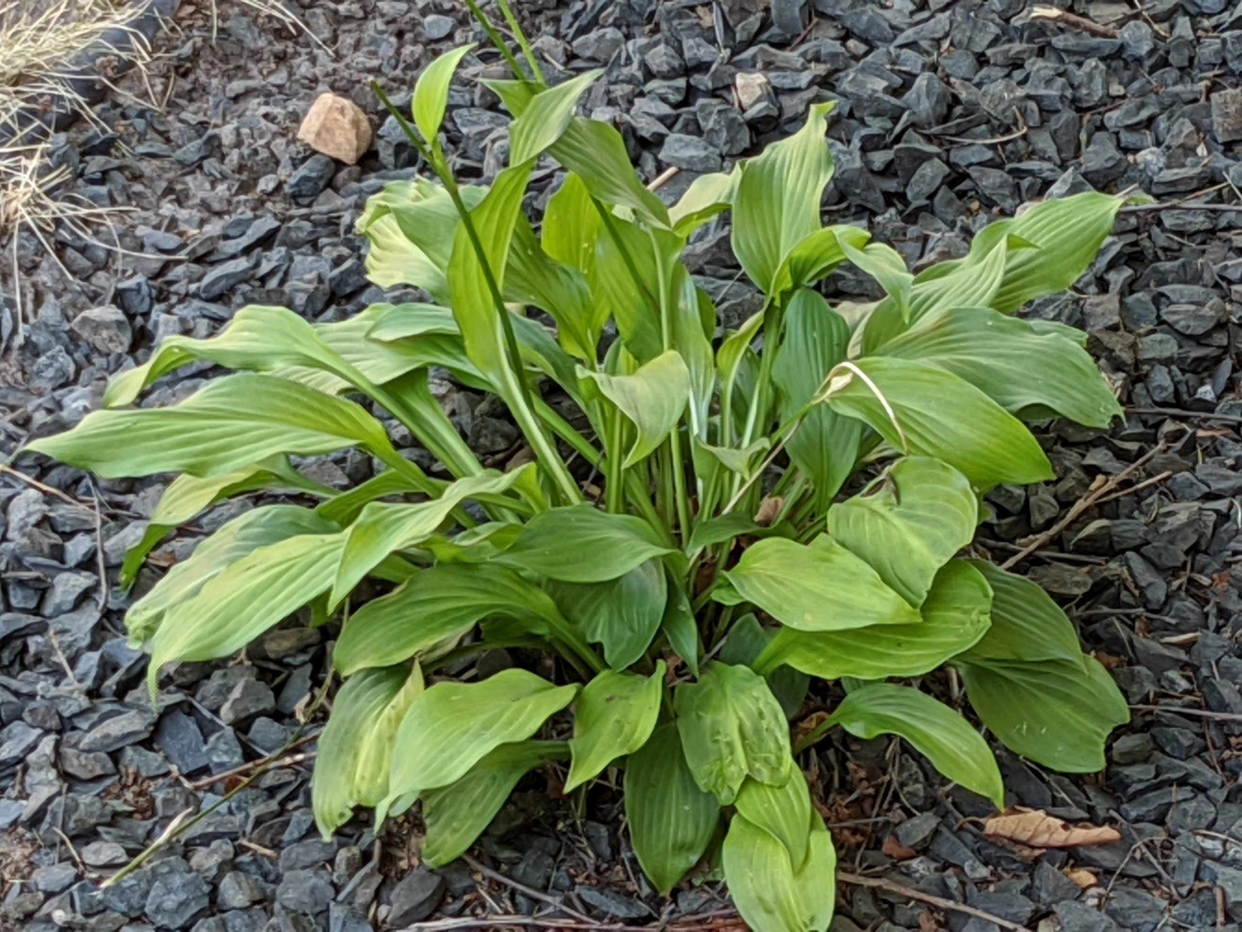 Pixel 4a camera sample gallery: Our first shots with Google's newest Pixel