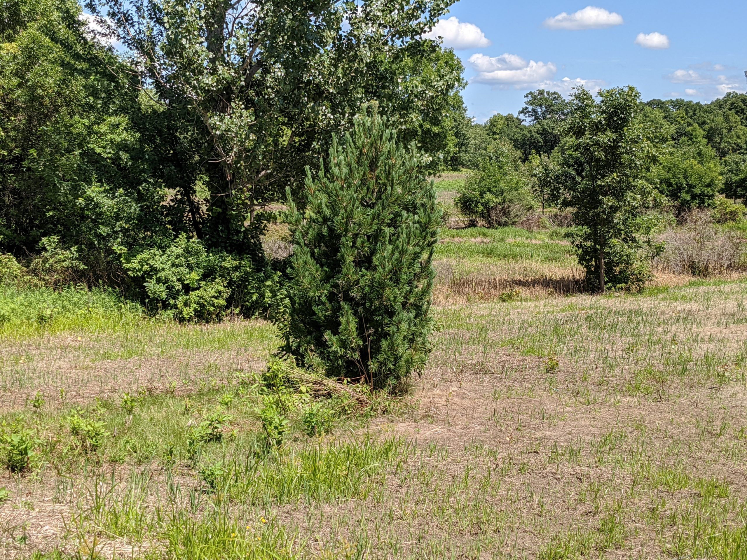 Pixel 4a camera sample gallery: Our first shots with Google's newest Pixel