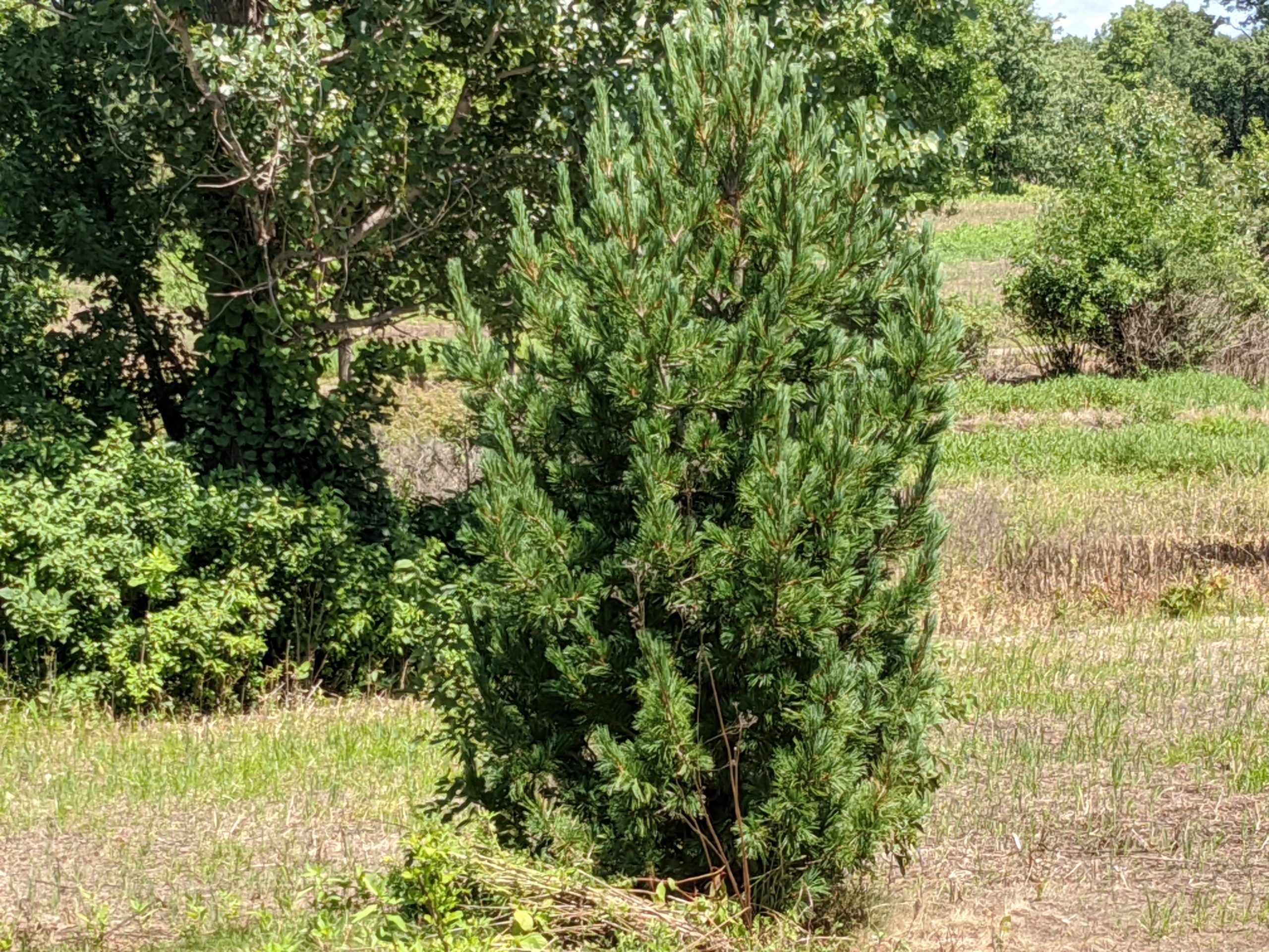 Pixel 4a camera sample gallery: Our first shots with Google's newest Pixel