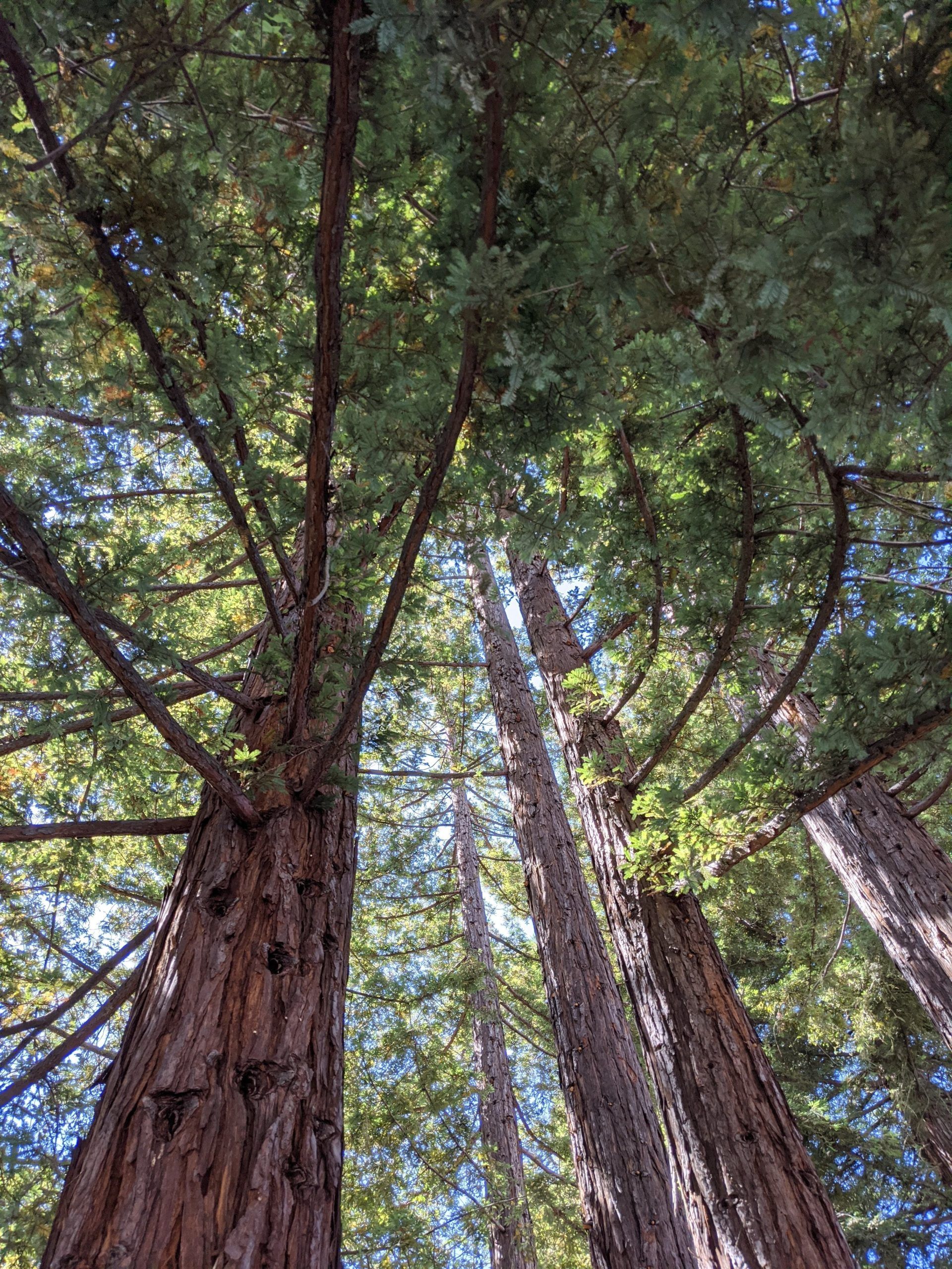 Pixel 4a camera sample gallery: Our first shots with Google's newest Pixel