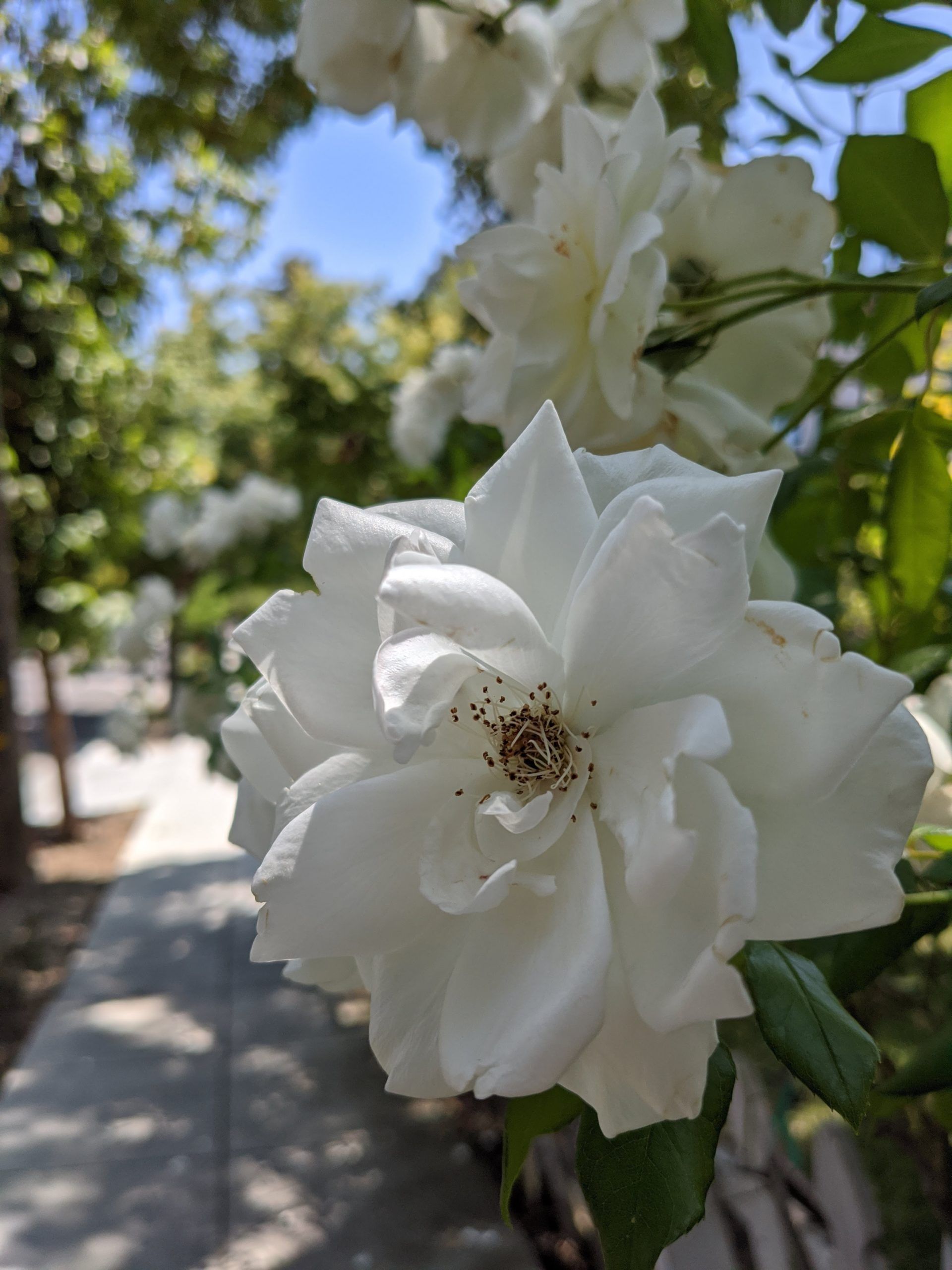 Pixel 4a camera sample gallery: Our first shots with Google's newest Pixel