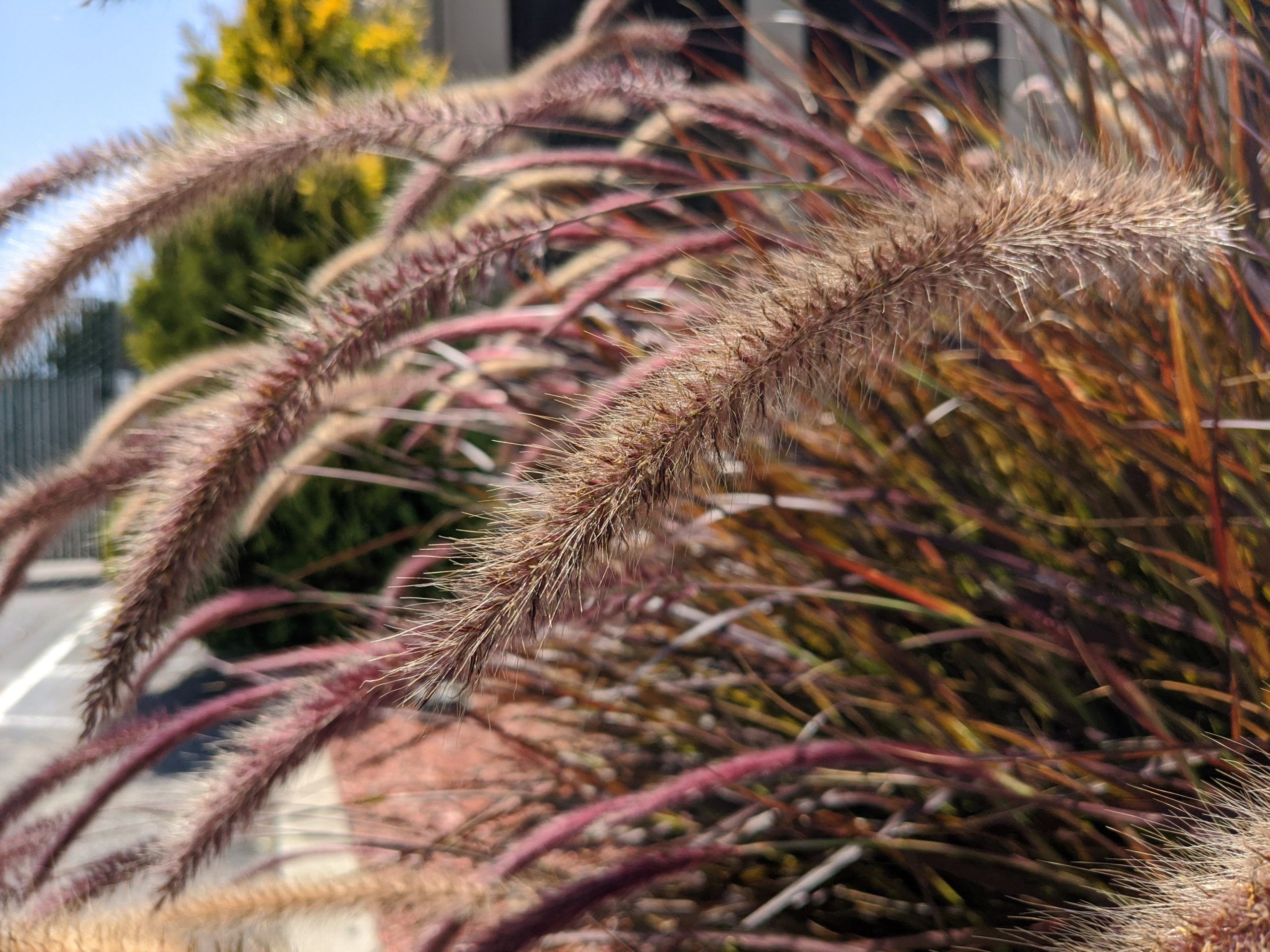 Pixel 4a camera sample gallery: Our first shots with Google's newest Pixel