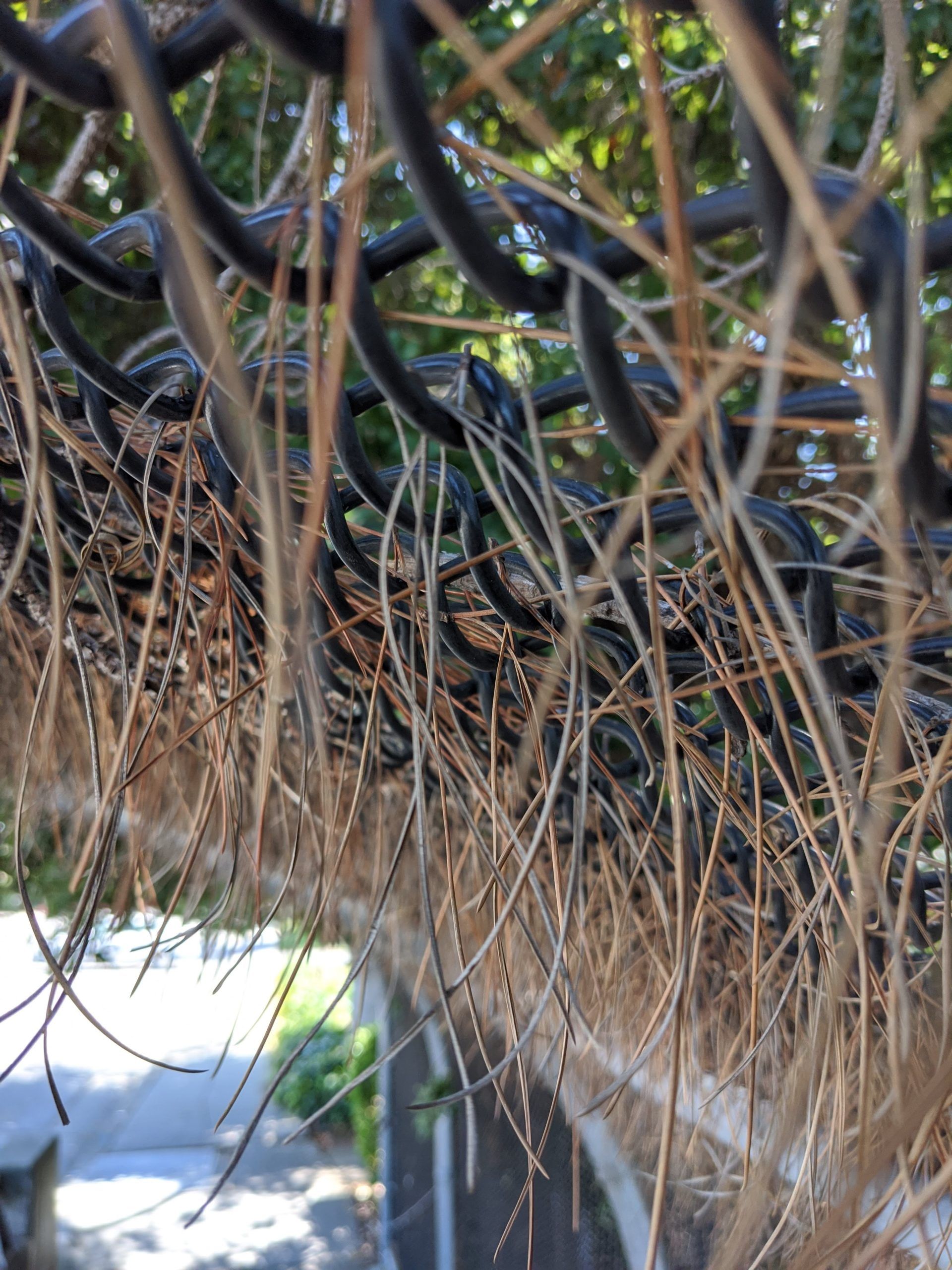 Pixel 4a camera sample gallery: Our first shots with Google's newest Pixel