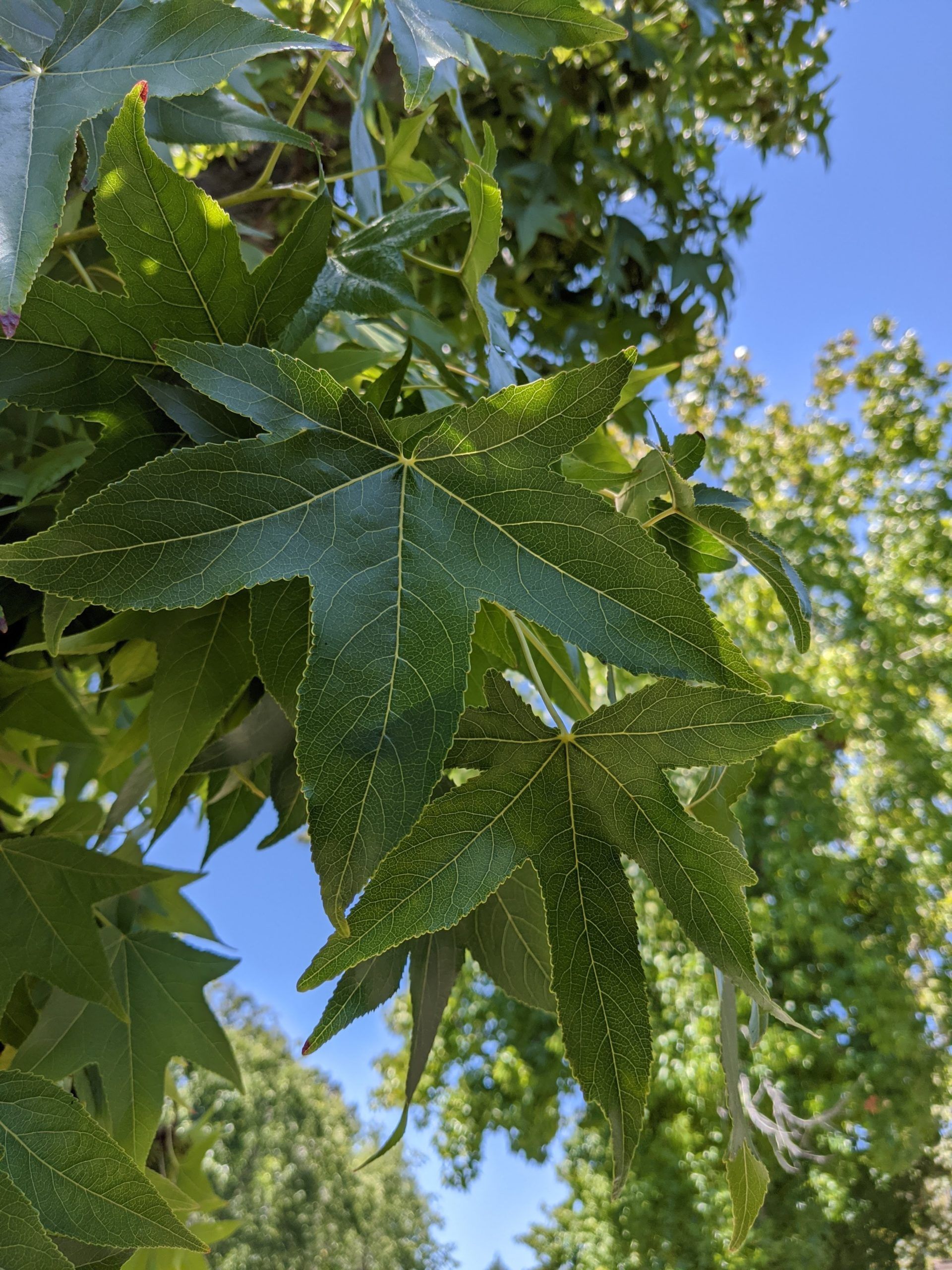 Pixel 4a camera sample gallery: Our first shots with Google's newest Pixel