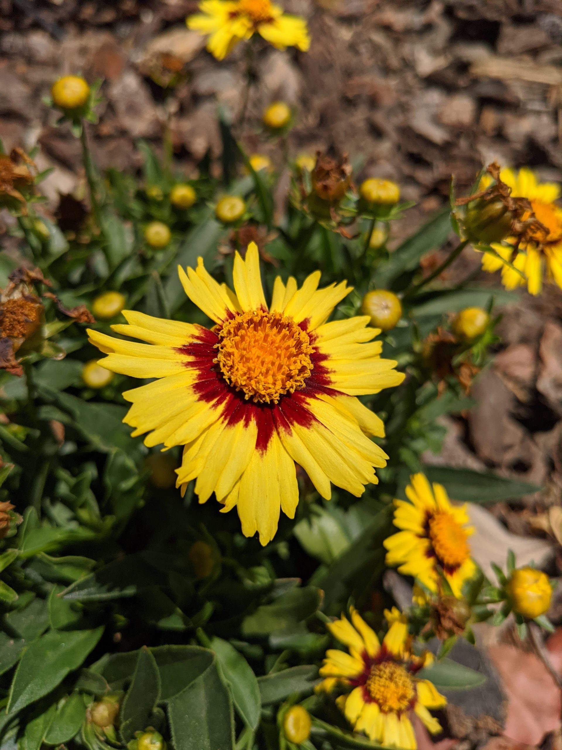 Pixel 4a camera sample gallery: Our first shots with Google's newest Pixel