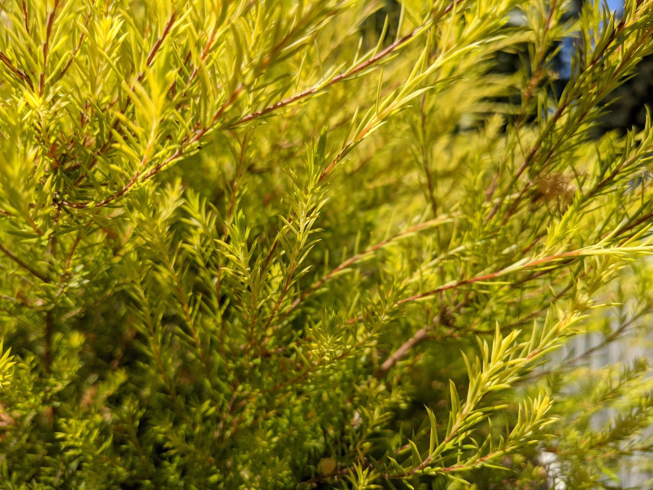 Pixel 4a camera sample gallery: Our first shots with Google's newest Pixel