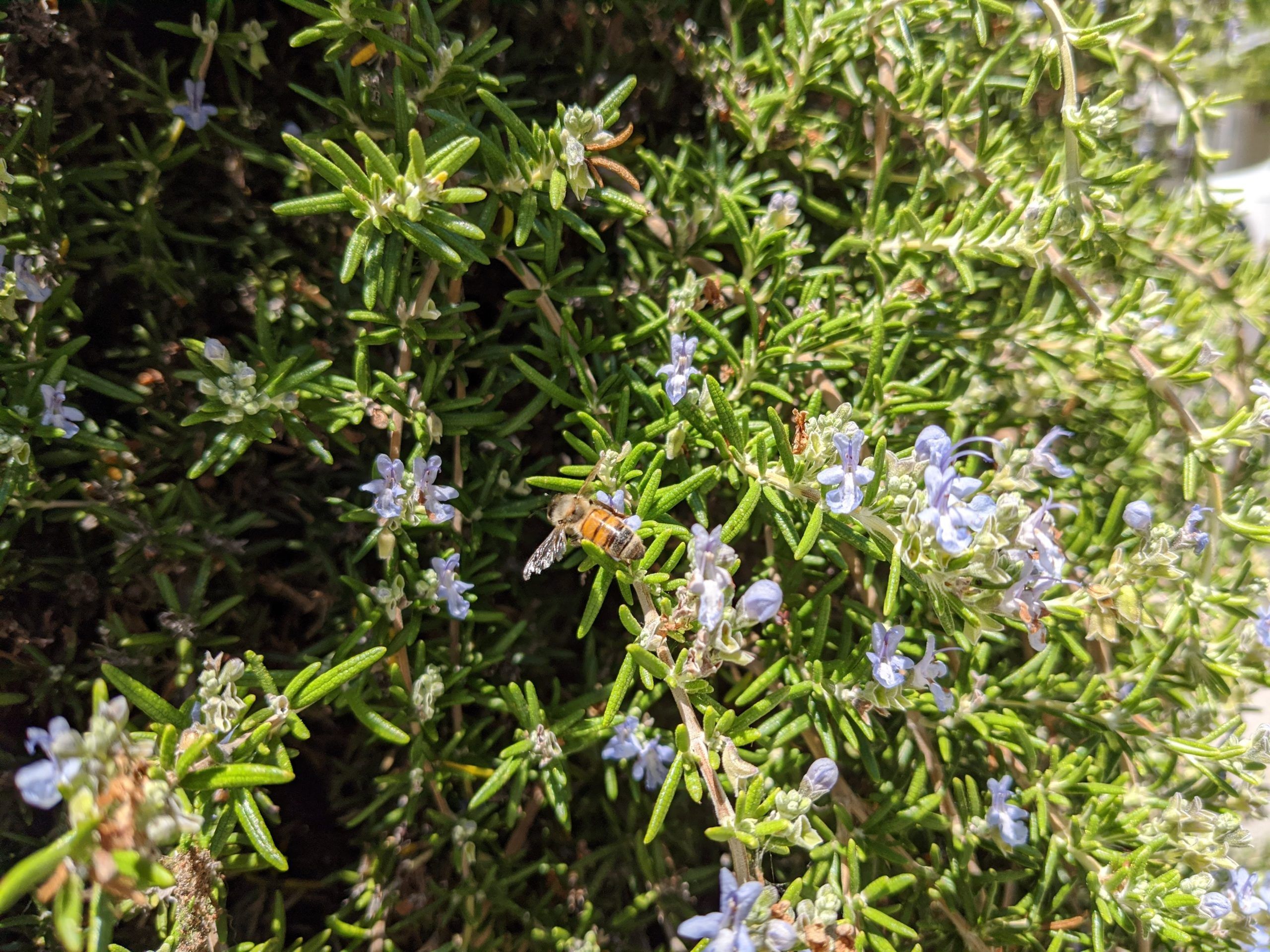 Pixel 4a camera sample gallery: Our first shots with Google's newest Pixel