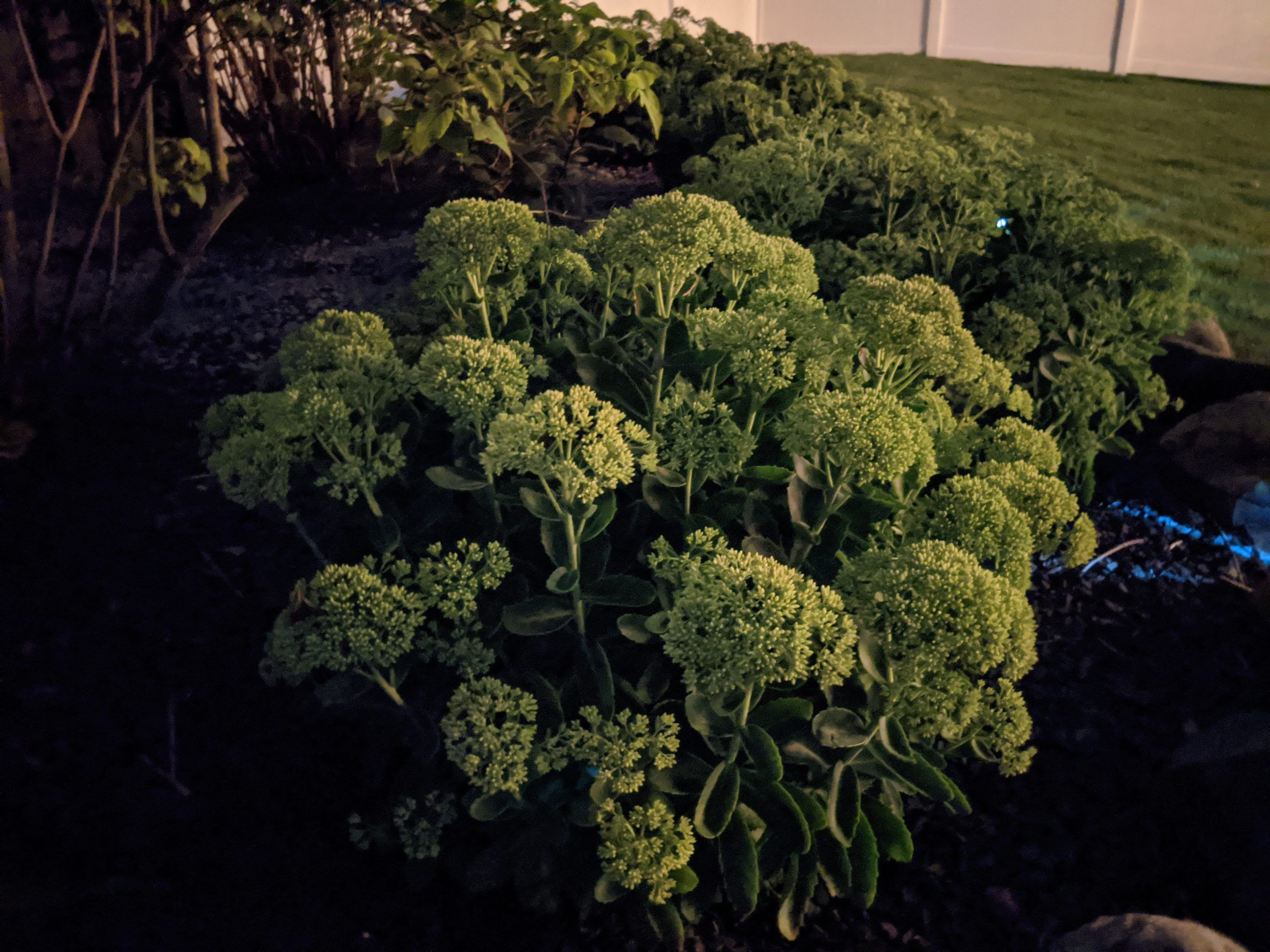 Pixel 4a camera sample gallery: Our first shots with Google's newest Pixel