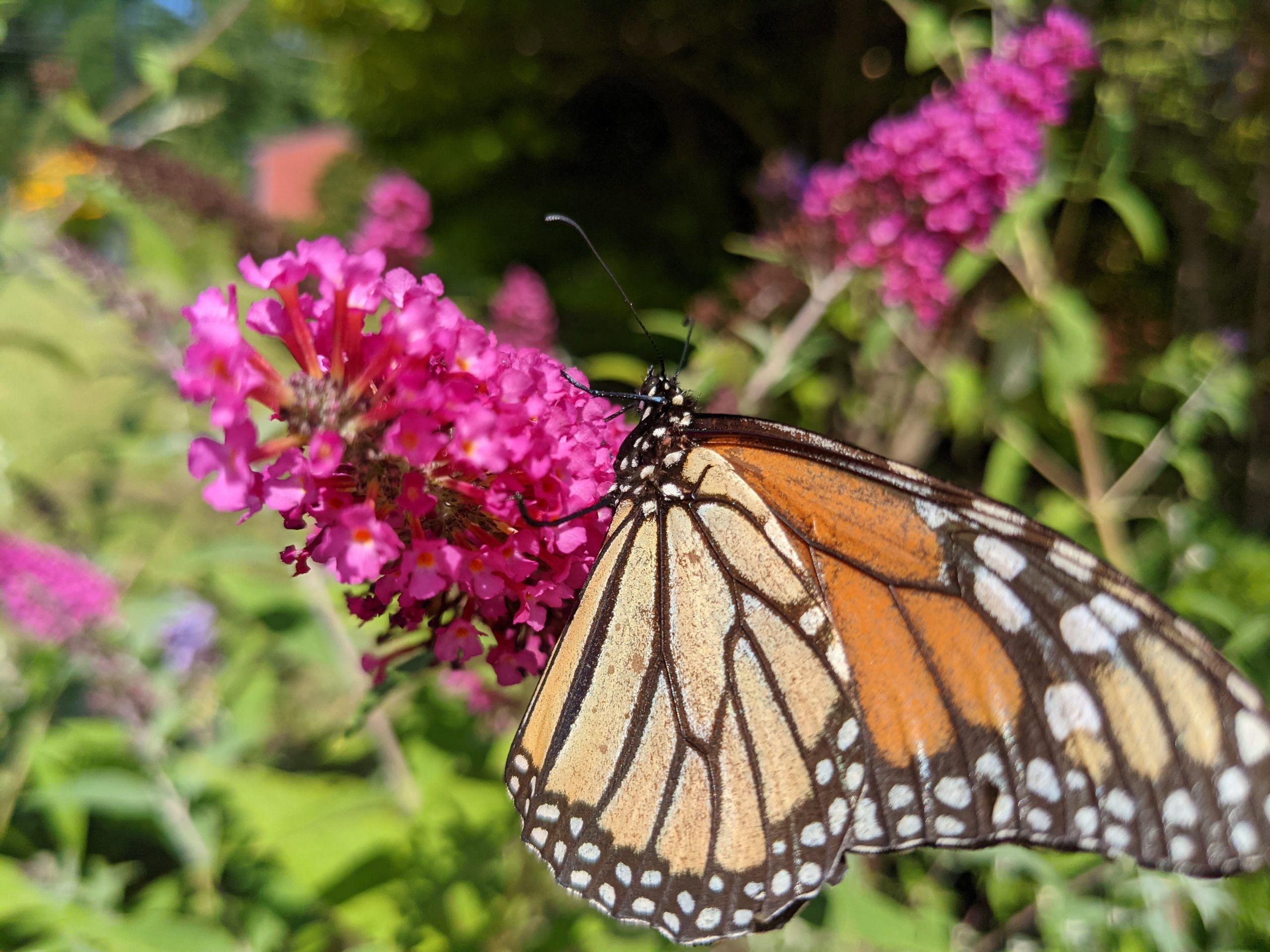 Pixel 5a review: The best-kept secret in Android