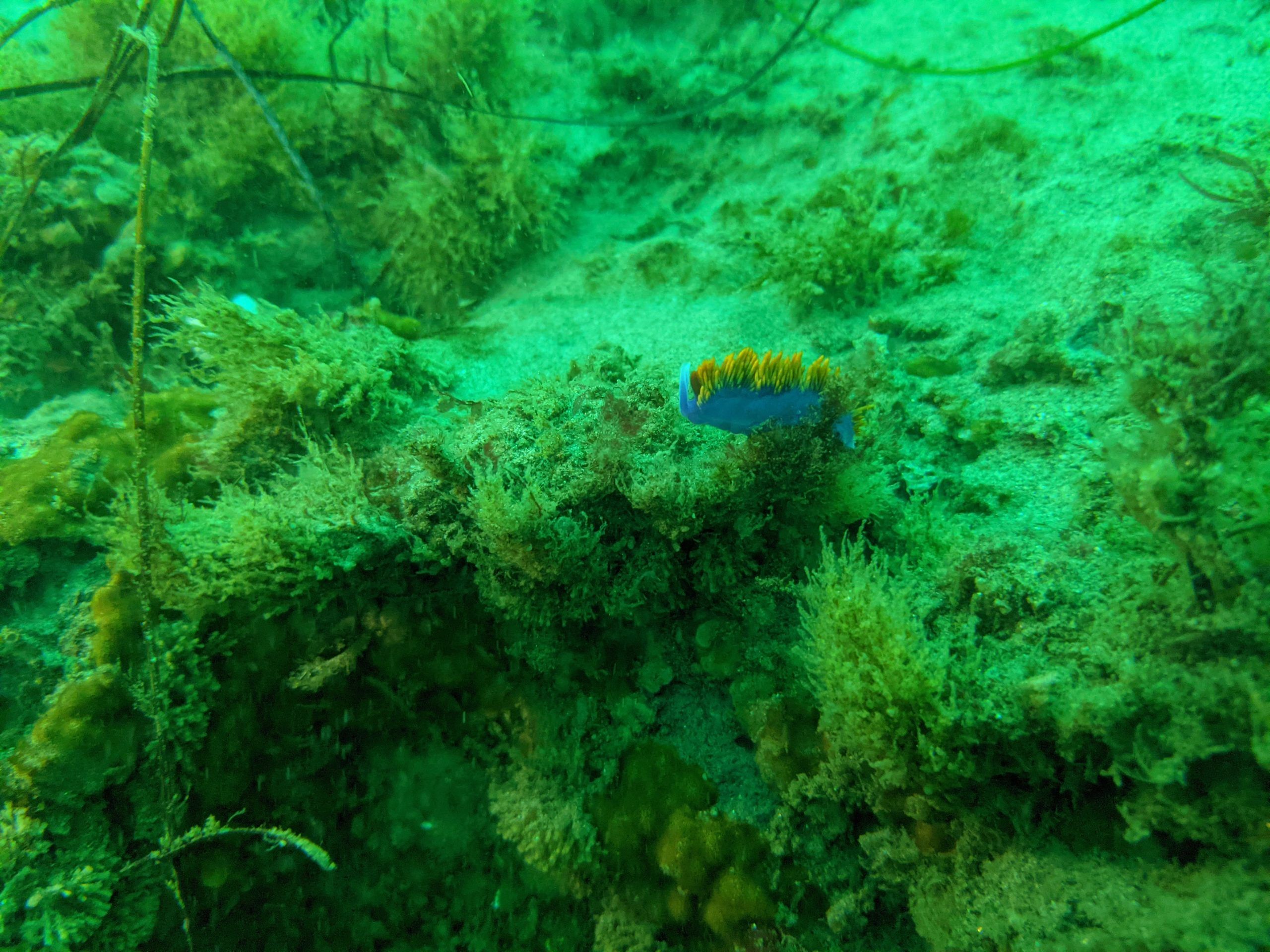 Here's what the Pixel's new underwater photography looks like