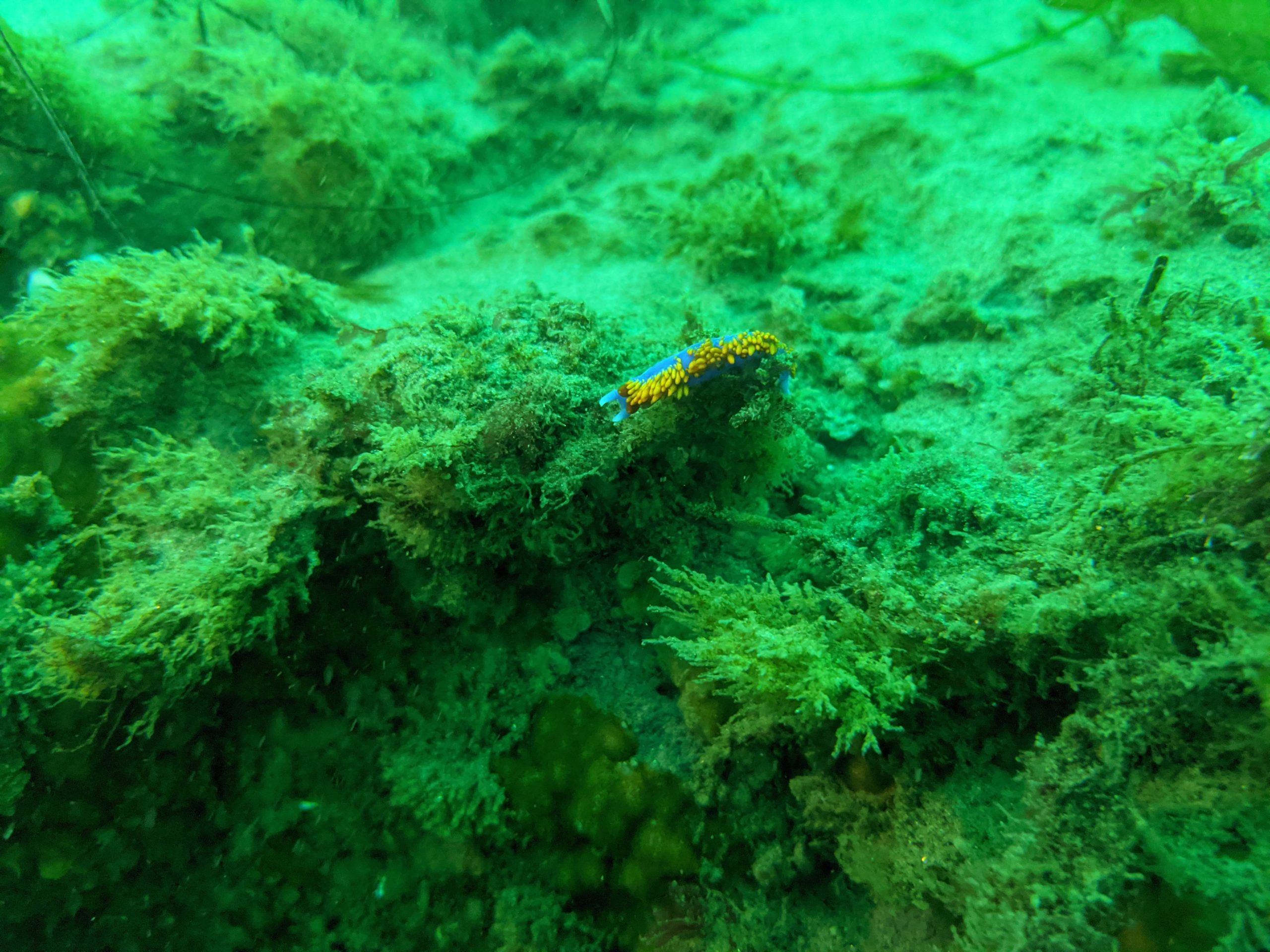 Here's what the Pixel's new underwater photography looks like