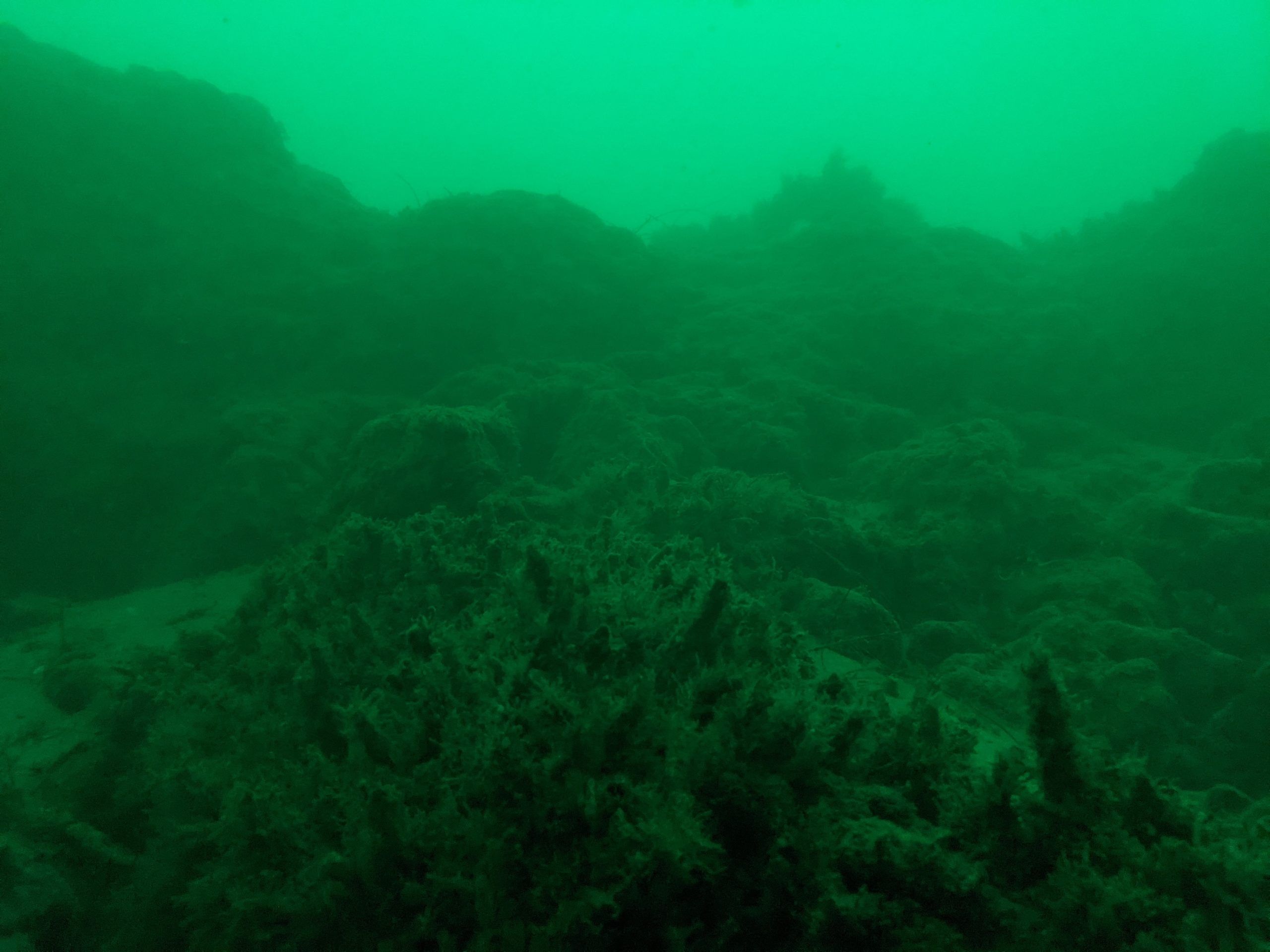 Here's what the Pixel's new underwater photography looks like