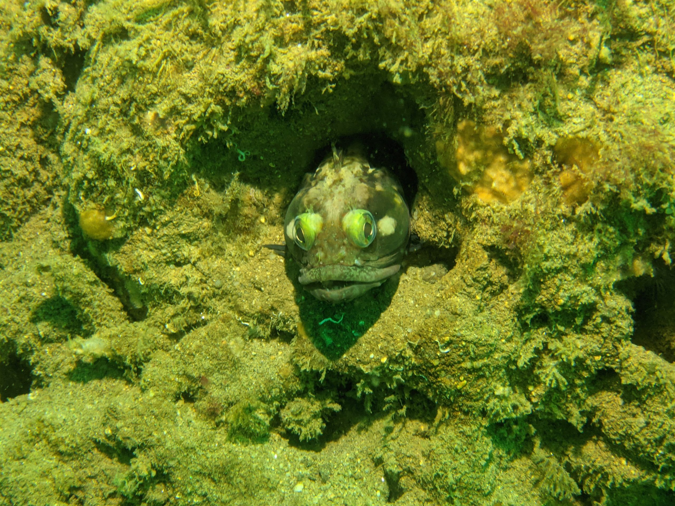 Here's what the Pixel's new underwater photography looks like