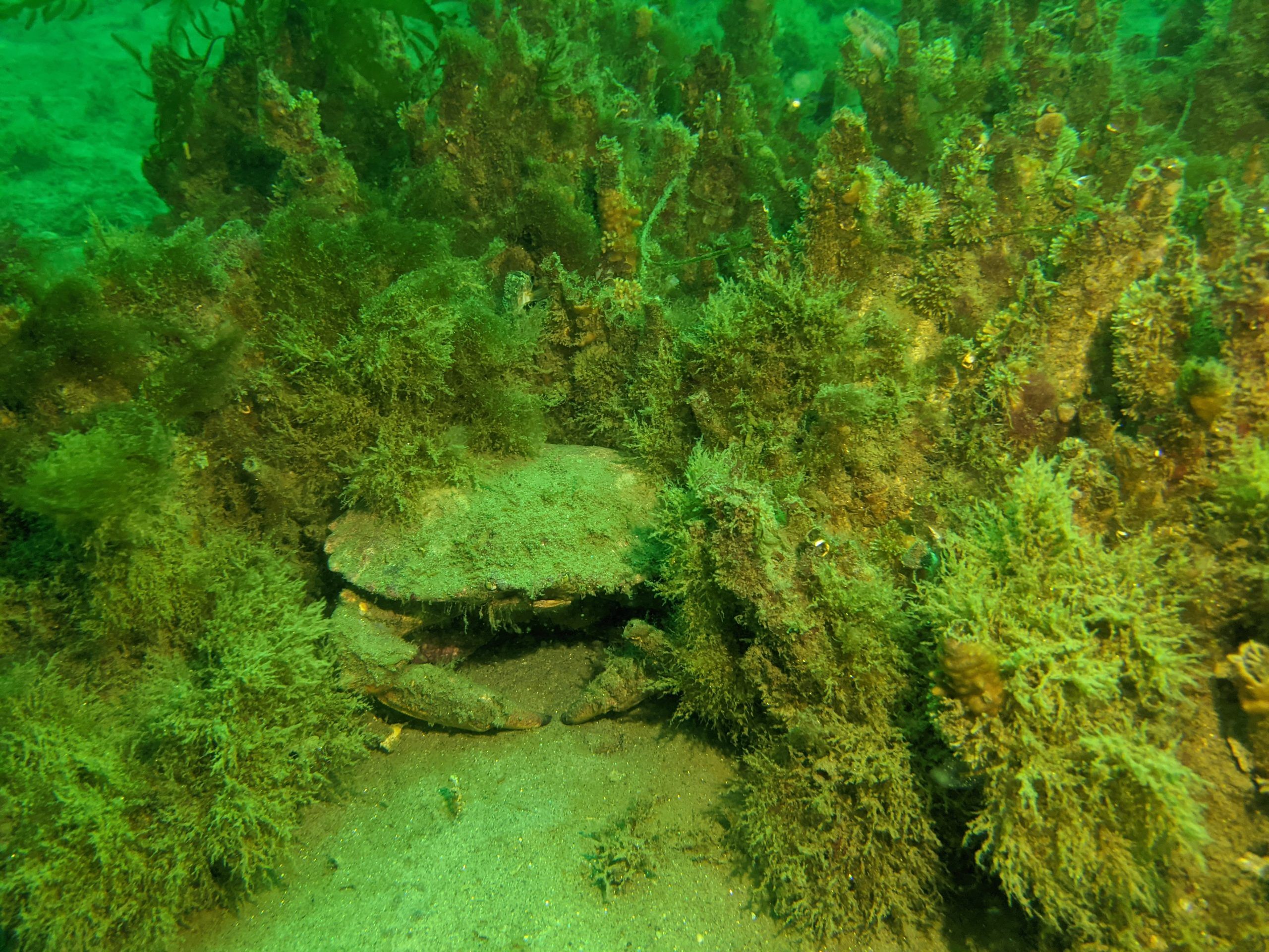 Here's what the Pixel's new underwater photography looks like