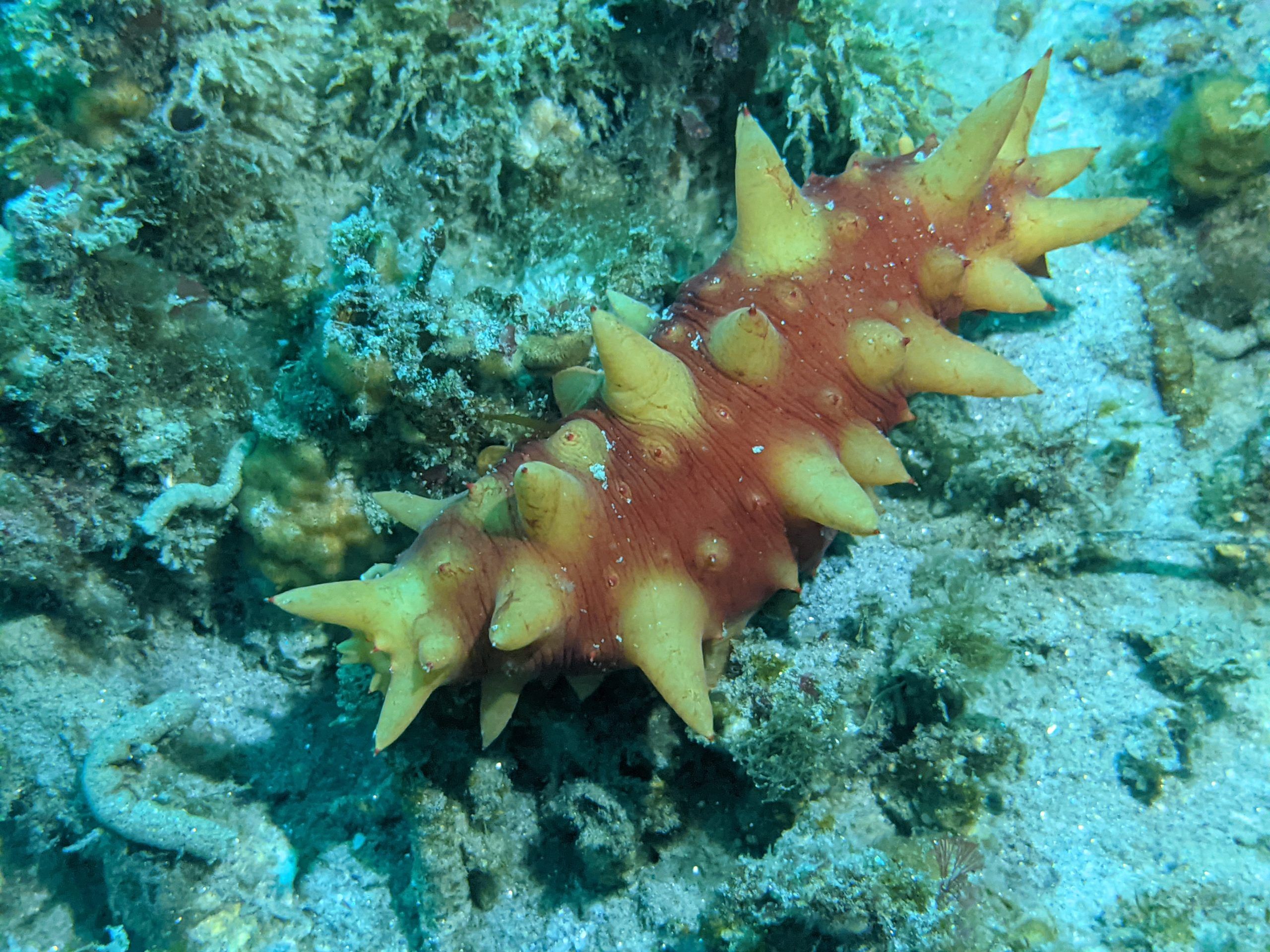 Here's what the Pixel's new underwater photography looks like