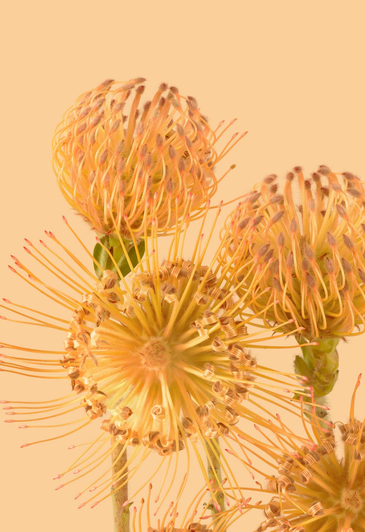 Download all 457 Google Wallpapers backgrounds from the Pixel phones