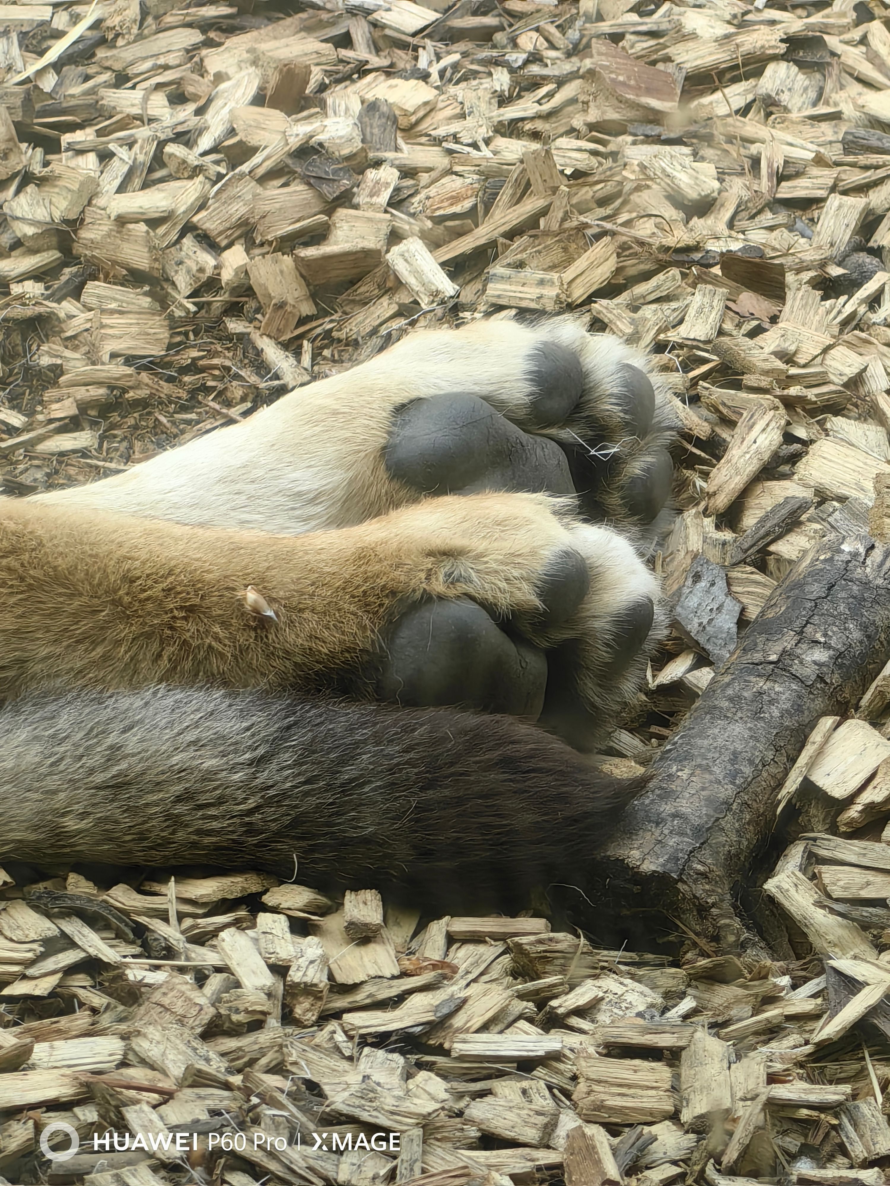 The Huawei P60 Pro’s camera just helped me see in the dark