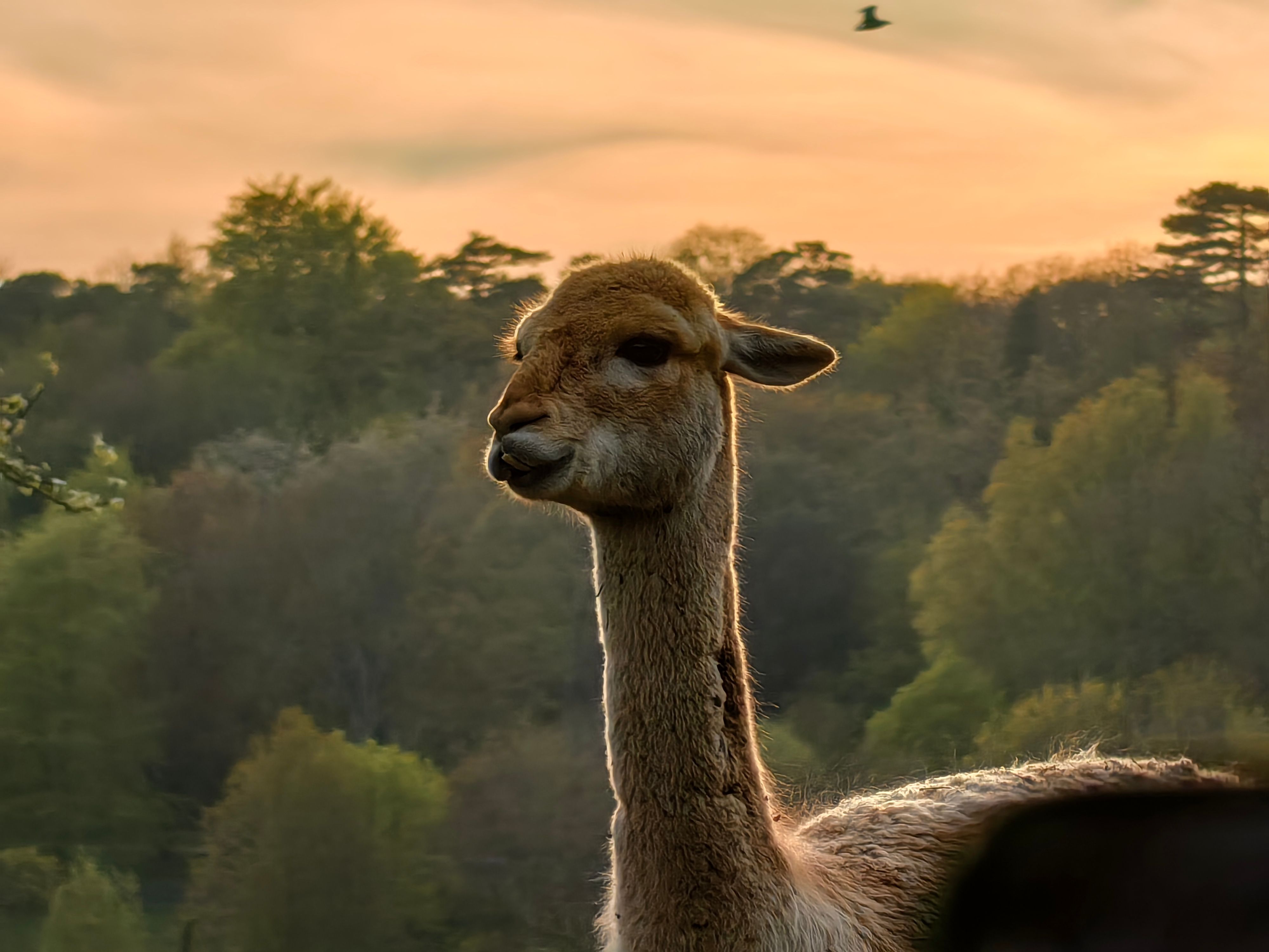 The Huawei P60 Pro’s camera just helped me see in the dark