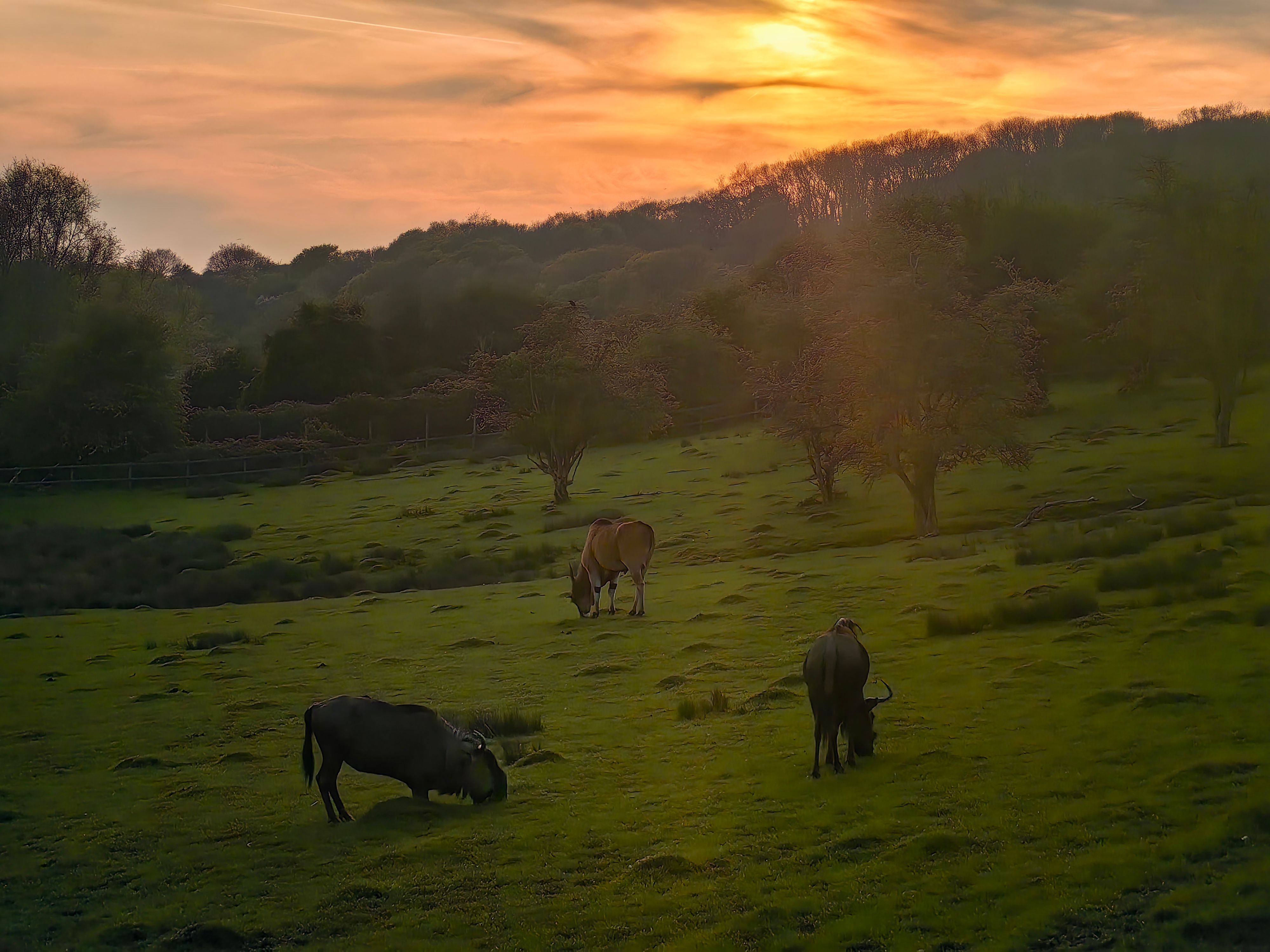 The Huawei P60 Pro’s camera just helped me see in the dark