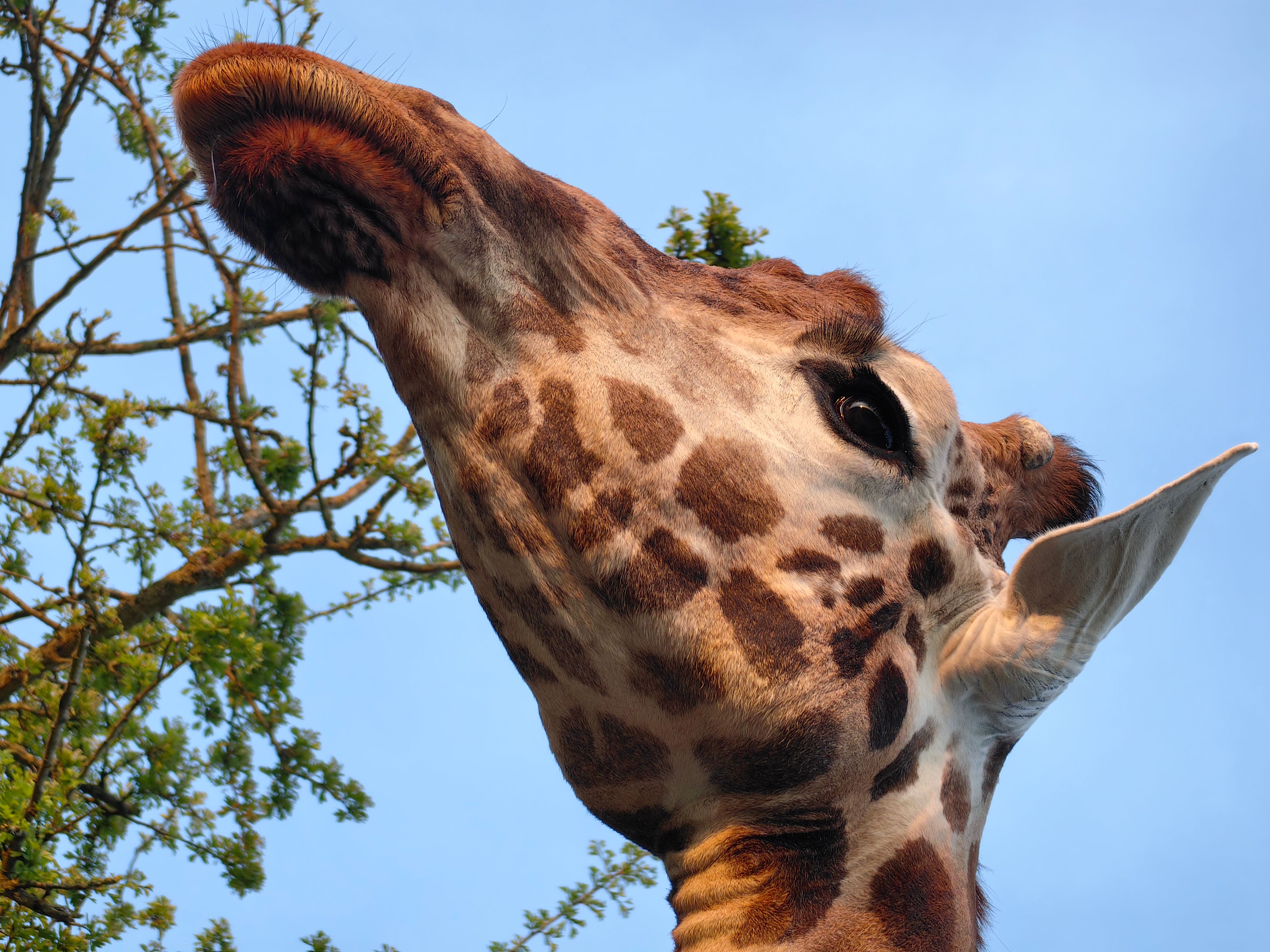 The Huawei P60 Pro’s camera just helped me see in the dark